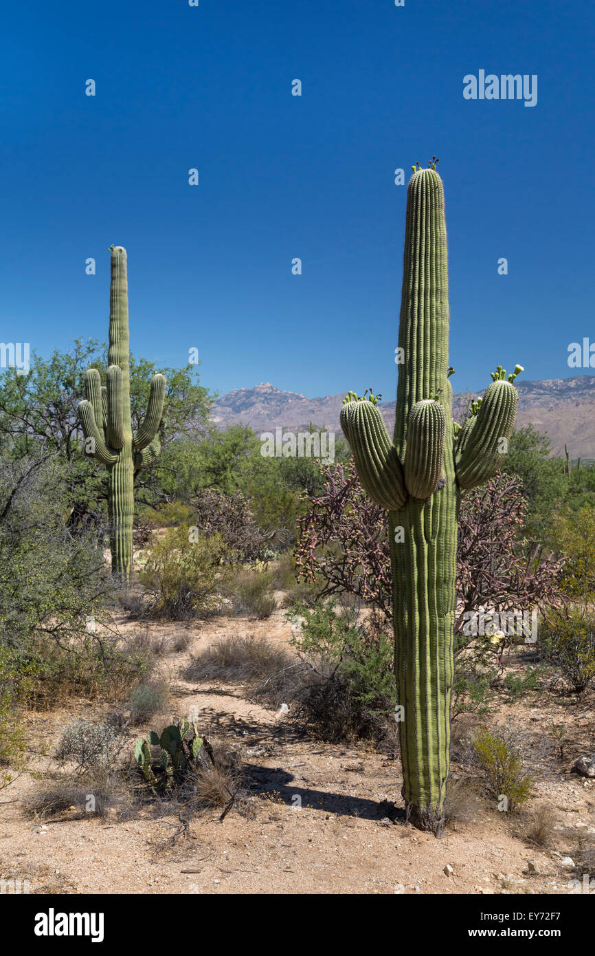 Desert landscape with saguaro cactus in Saguaro National Park near ...