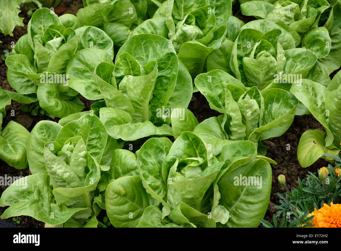 Growing Romaine Lettuce In Garden