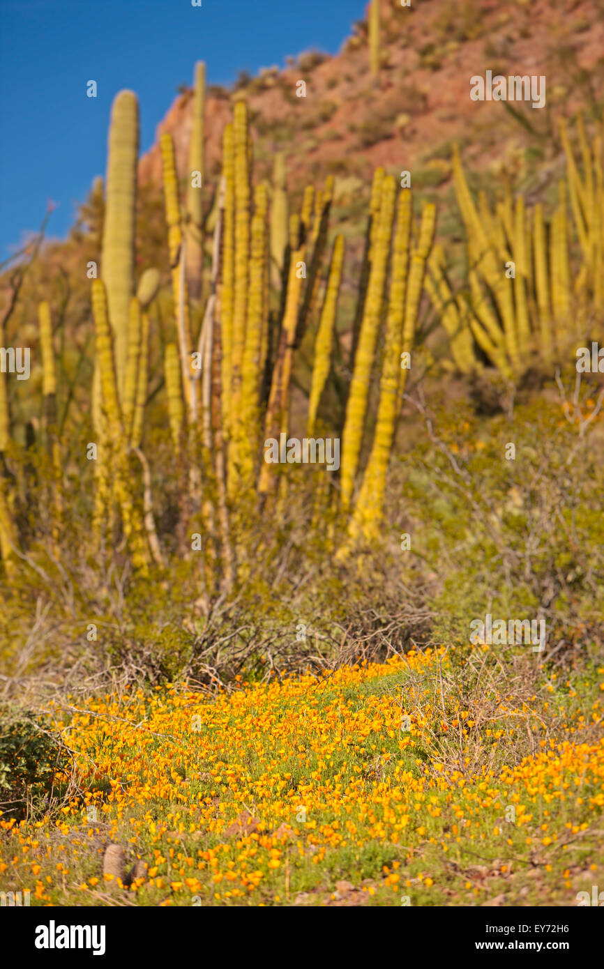 Mexican Organ Pipe Cactus Stock Photos & Mexican Organ Pipe Cactus ...
