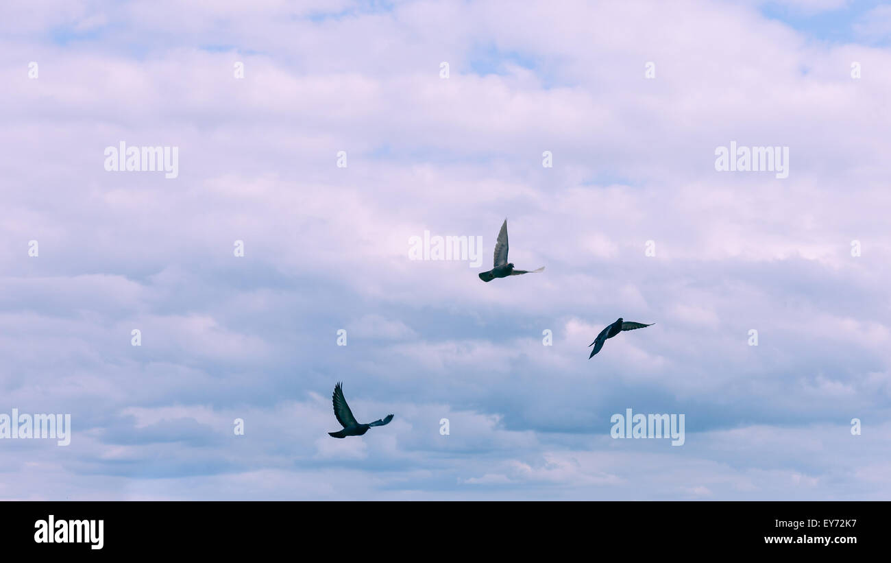 Three birds flying hi-res stock photography and images - Alamy