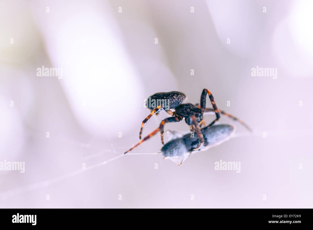 Spider wrapping her prey with silk Stock Photo - Alamy