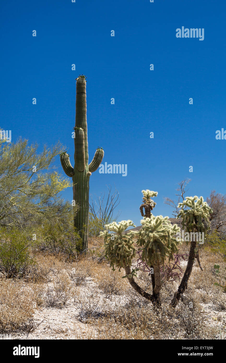 Desert landscape with saguaro cactus in Saguaro National Park near ...
