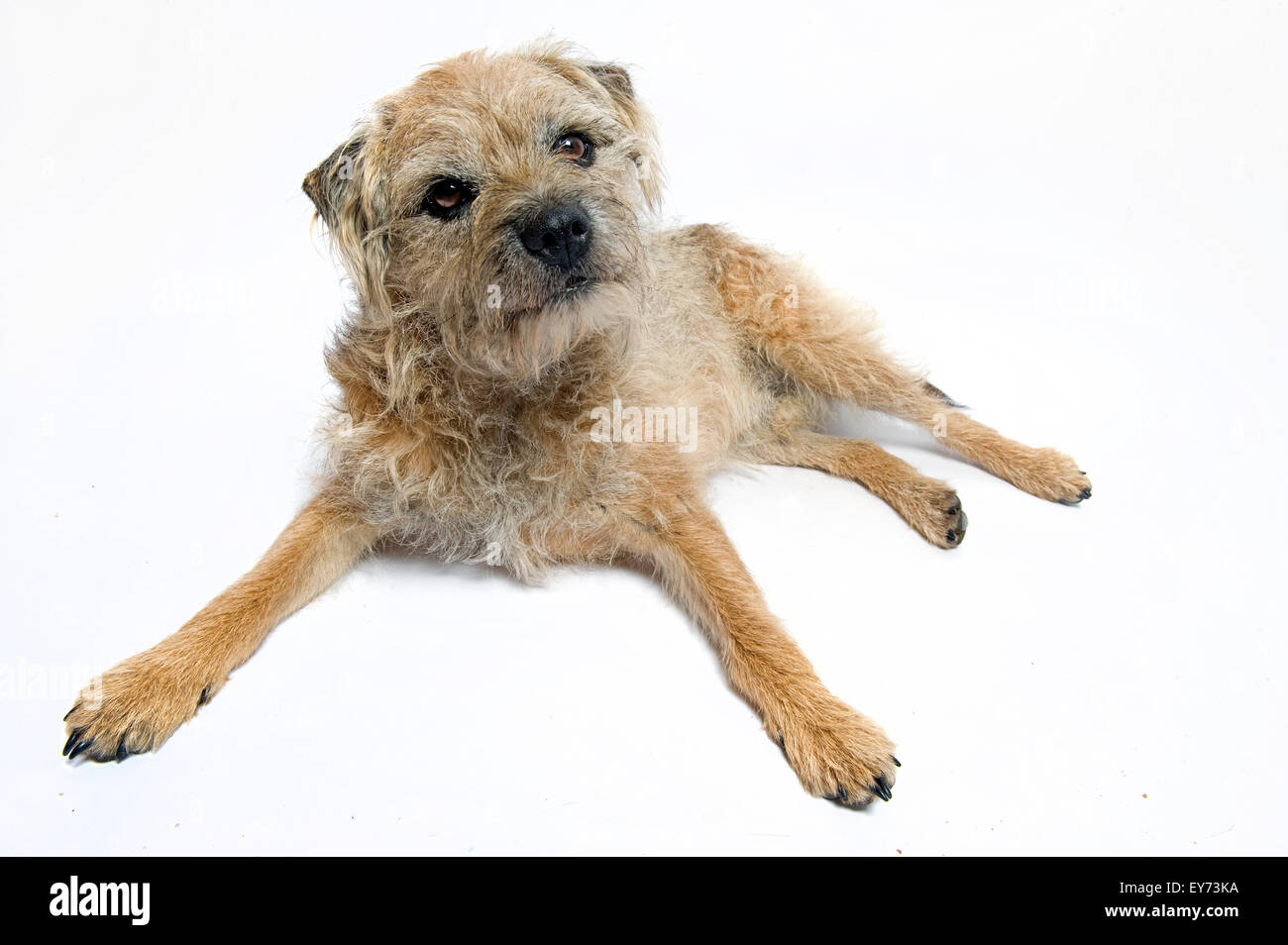 Hereford, United Kingdom. 20 July 2015. Studio shot of scruffy male ...
