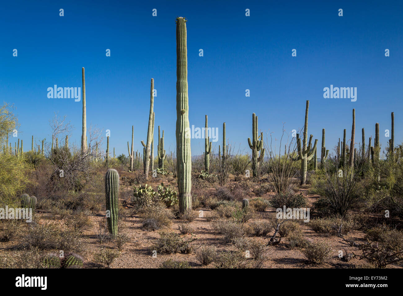 Desert landscape with saguaro cactus in Saguaro National Park near ...
