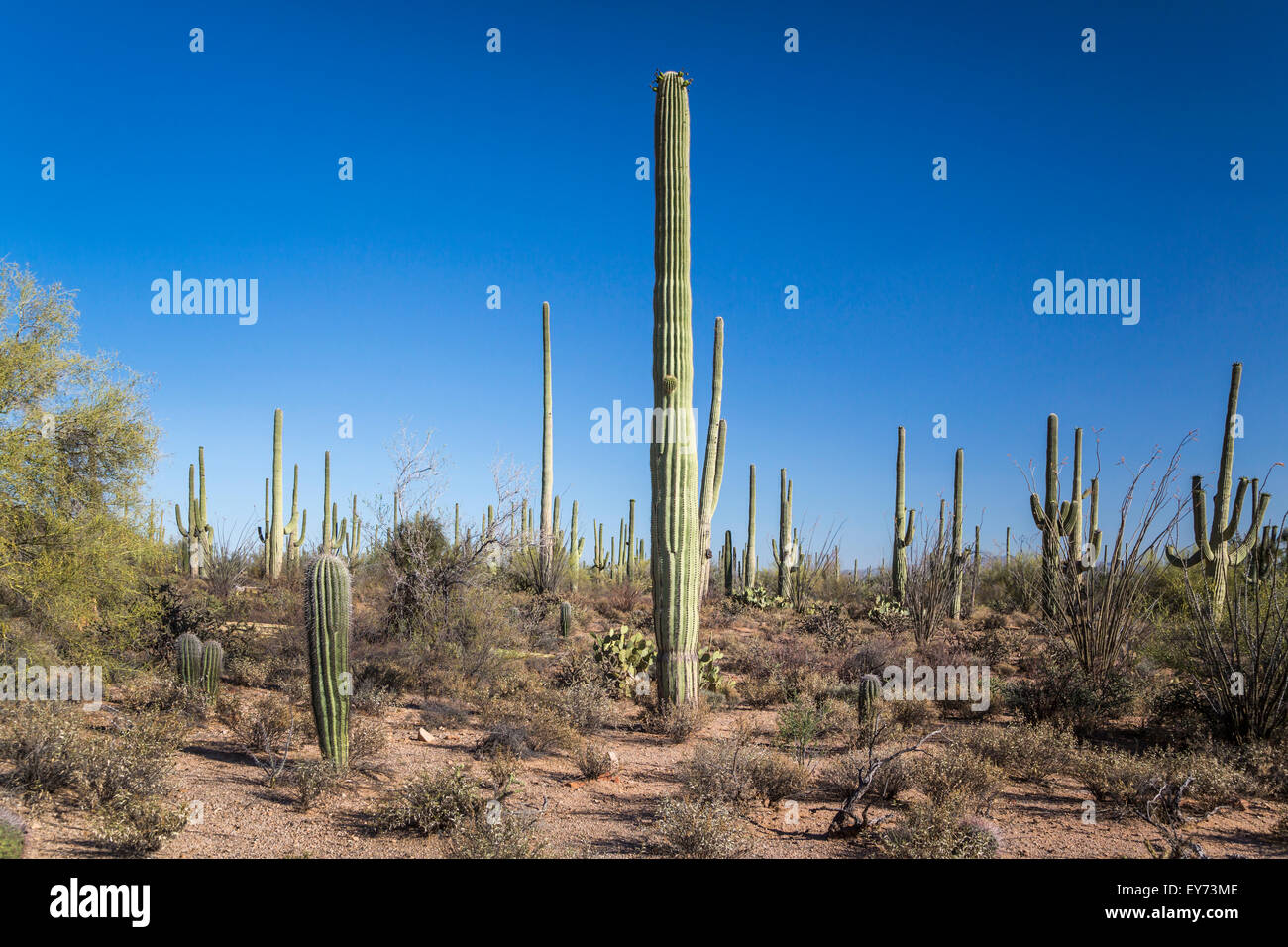 Desert landscape with saguaro cactus in Saguaro National Park near ...