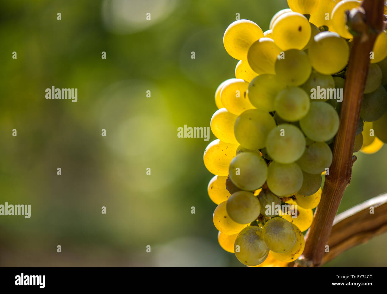 Gold grapes hi-res stock photography and images - Alamy