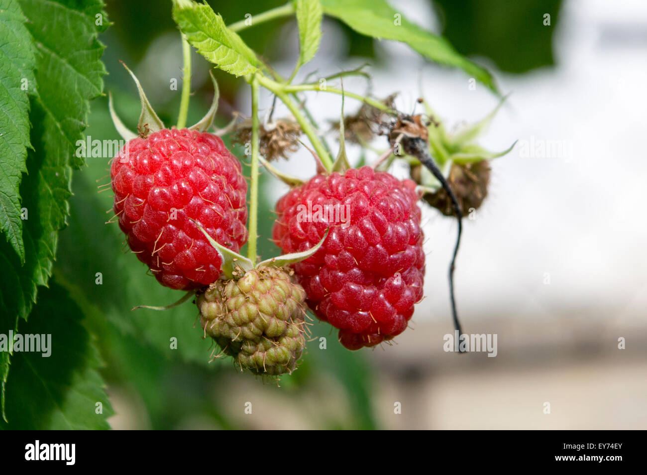Raspberry tree hi-res stock photography and images - Alamy