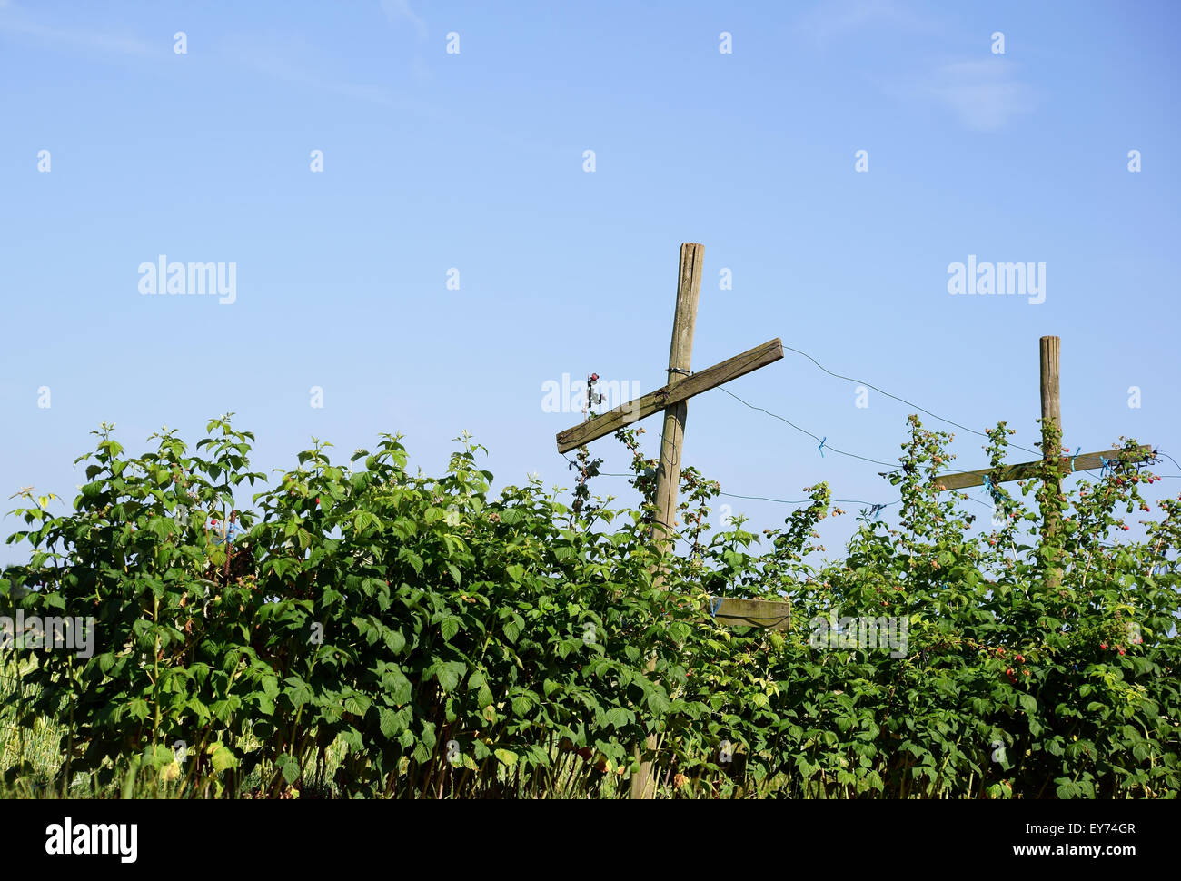 Rubus idaeus tree hi-res stock photography and images - Alamy