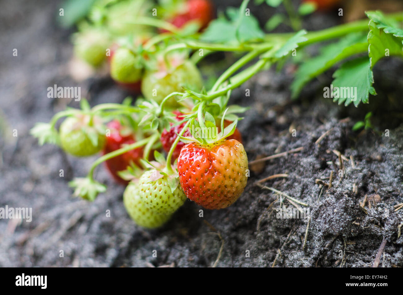 Ripe and unripe strawberries growing on the ground, narrow depth Stock ...