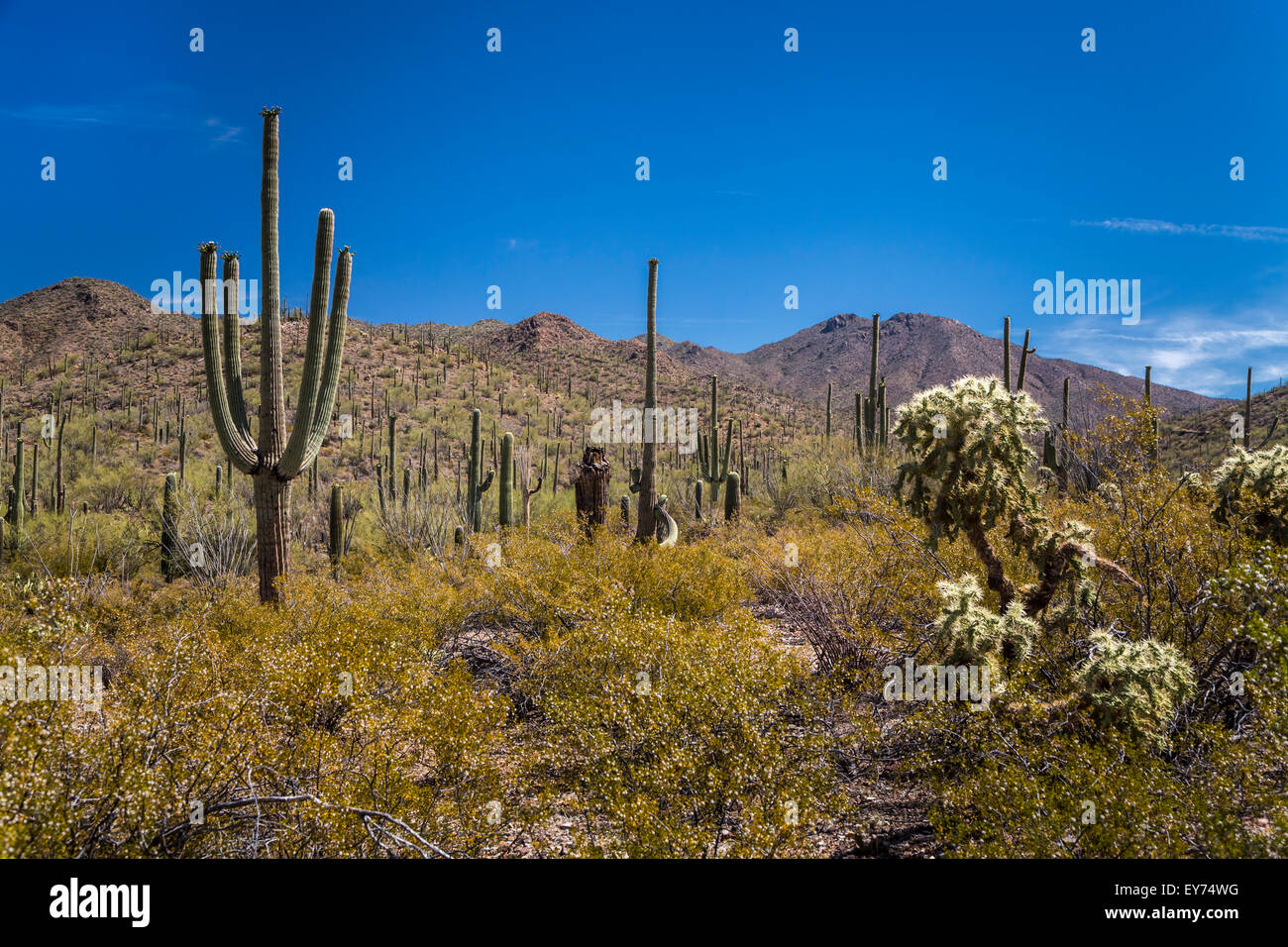 Desert landscape with saguaro cactus in Saguaro National Park near ...
