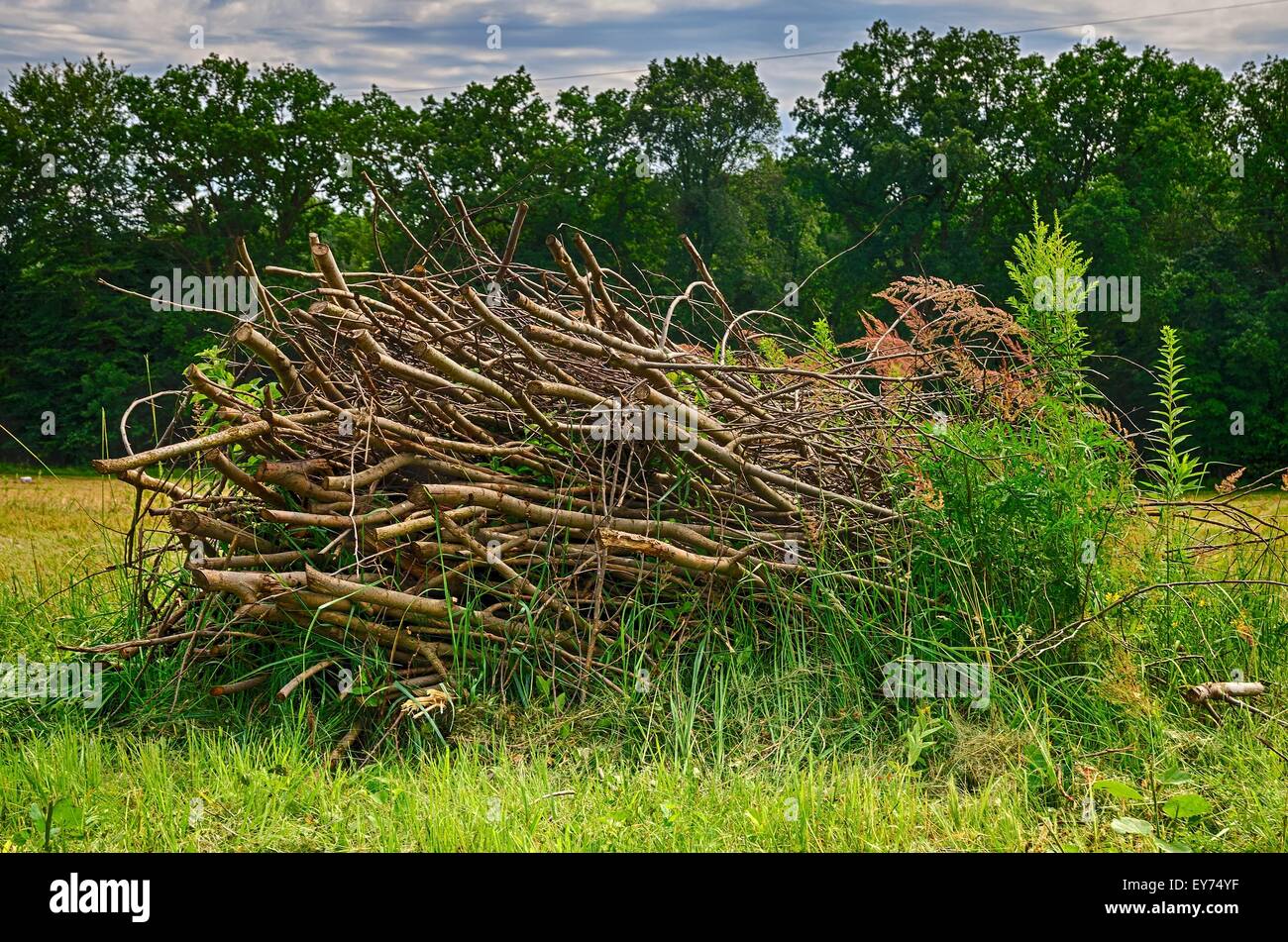Tree laying on the forest ground High Resolution Stock Photography and ...