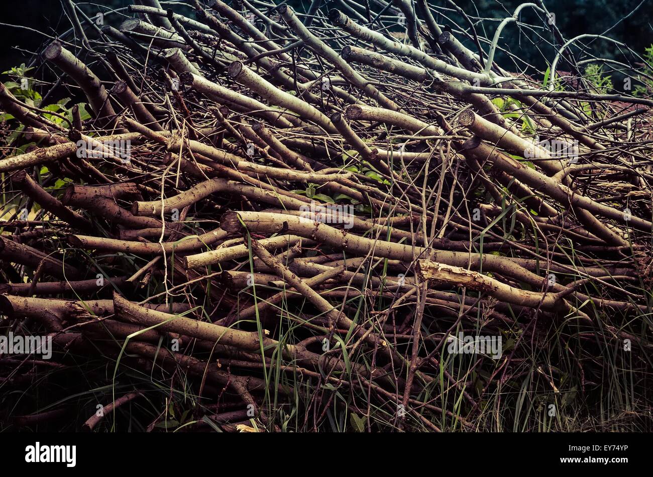 Straw Trunk Hi Res Stock Photography And Images Alamy