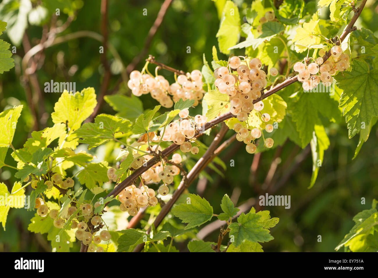 succulent juicy ripe white currants Ribes rubrum an albino cultivar ...
