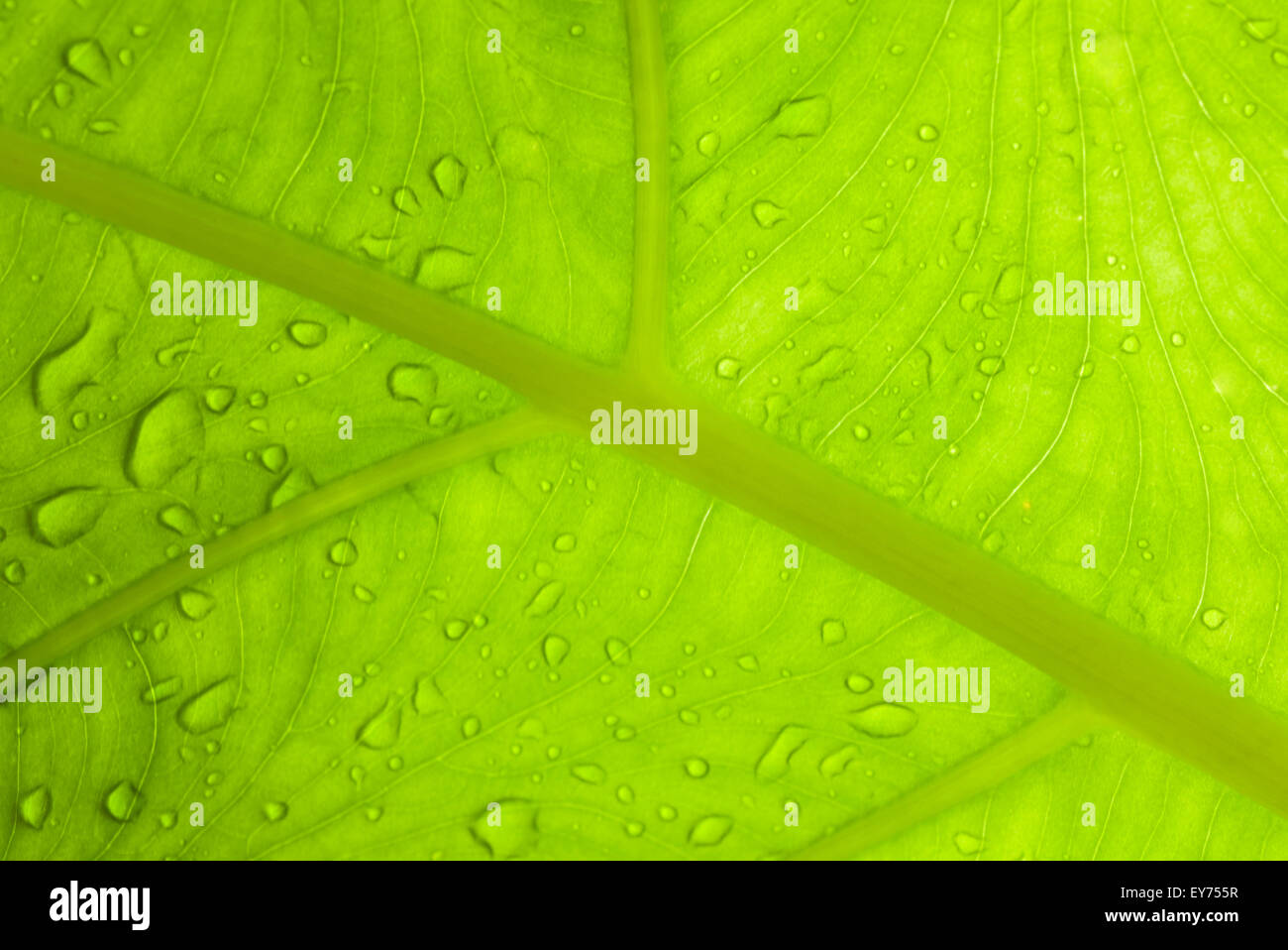 Pattern of green leaf and bubble closeup for background Stock Photo - Alamy