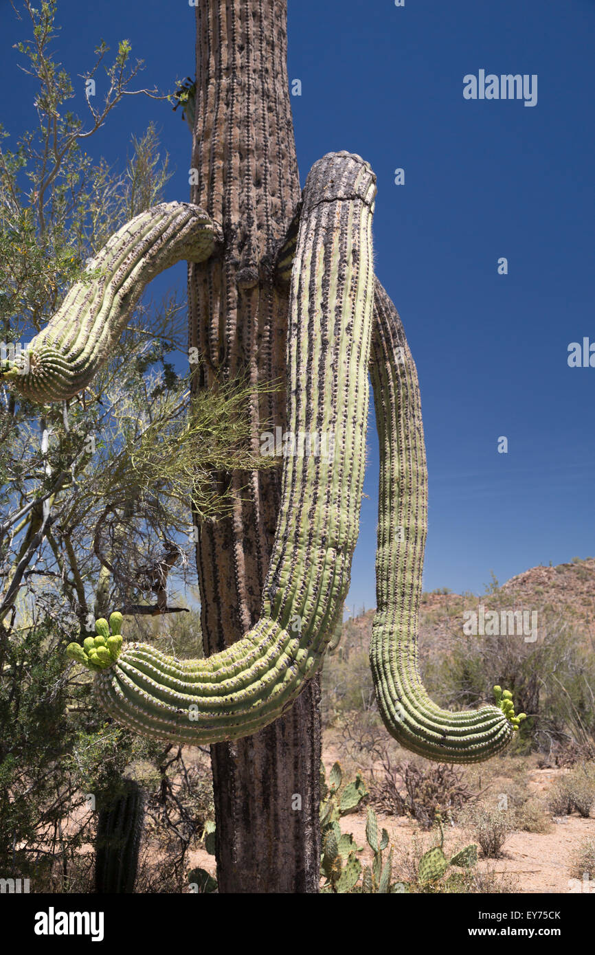 Desert landscape with saguaro cactus in Saguaro National Park near ...
