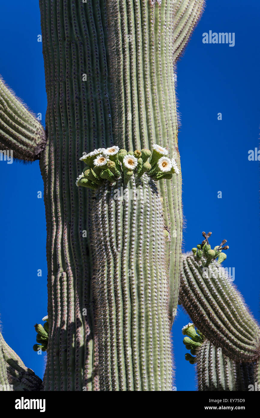 Cactus blossoms on the saguaro cactus in Saguaro National Park near ...