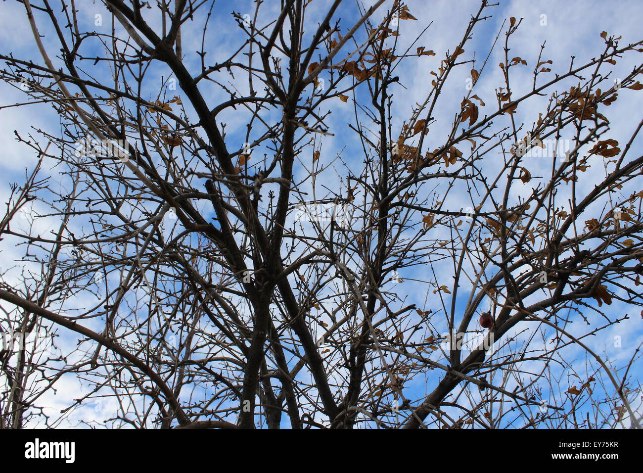 Sky and tree branches hi-res stock photography and images - Alamy