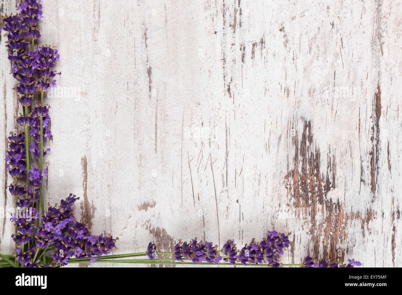 Lavender background. Lavender on white wooden antique textured ...