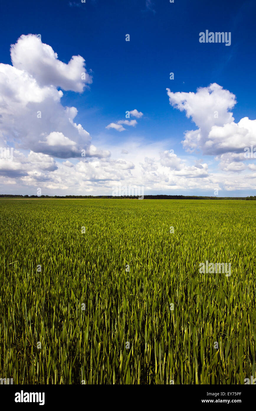 Green spelt groats hi-res stock photography and images - Alamy