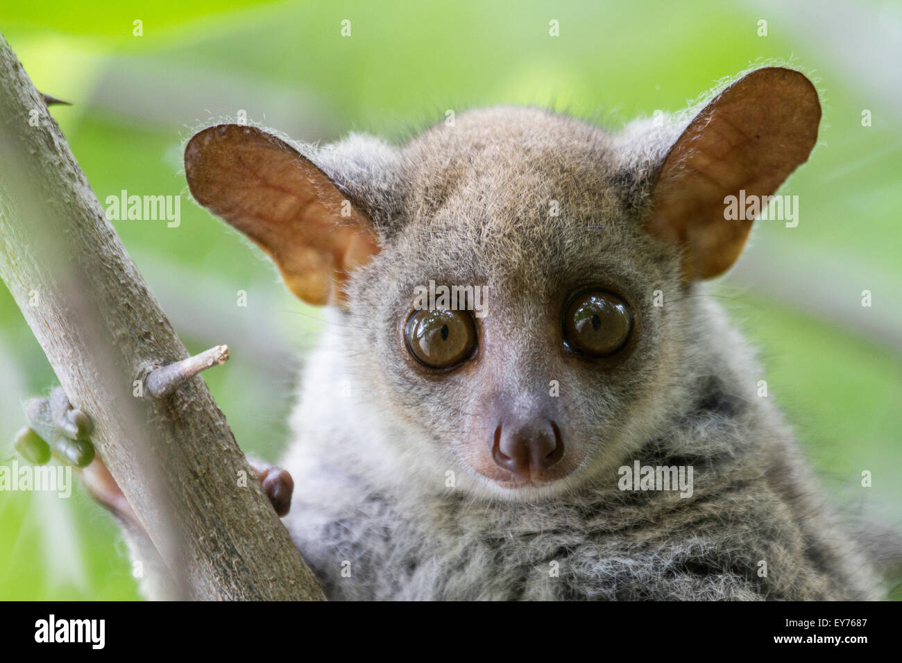 Baby Galago