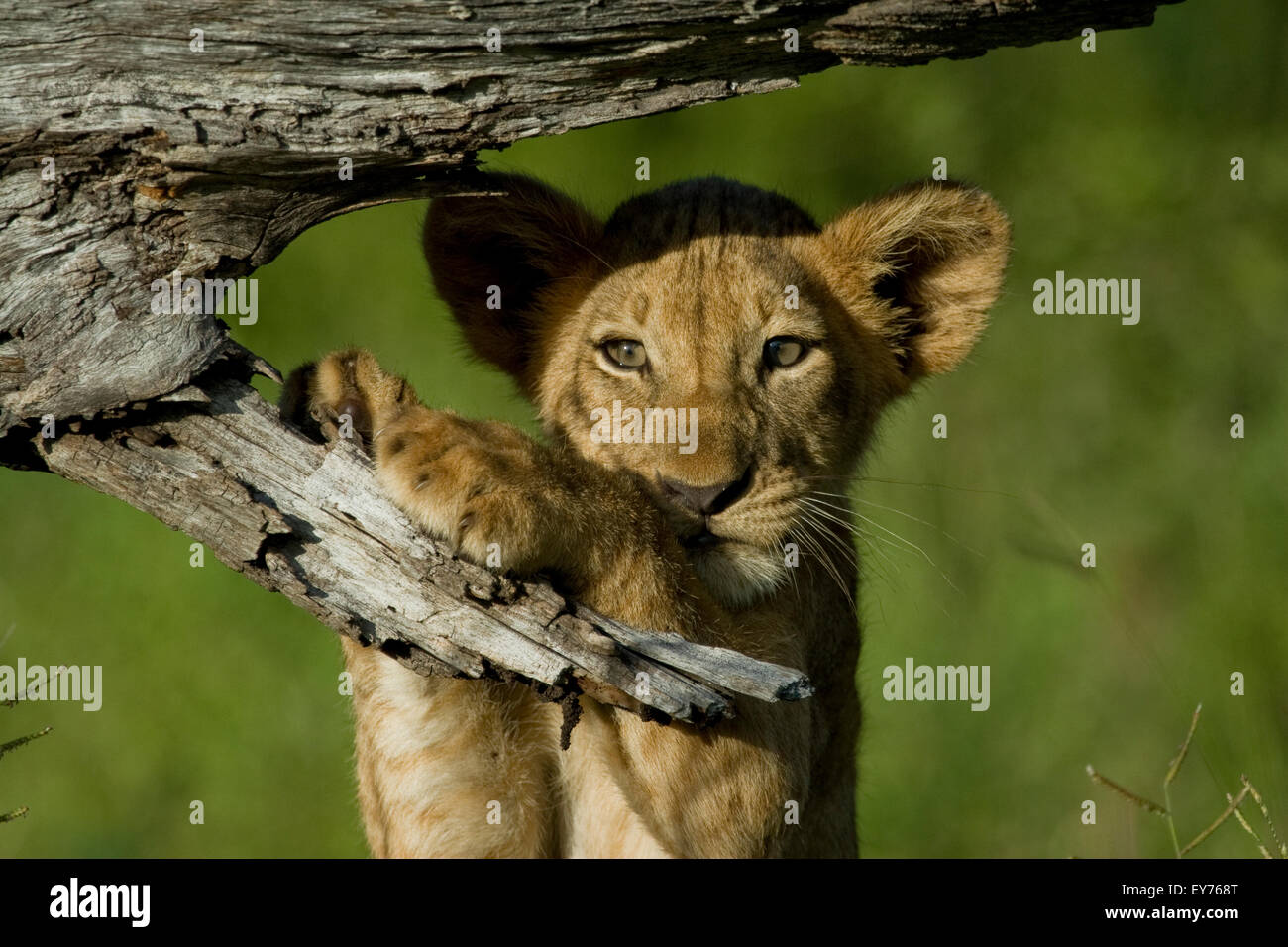 Lion standing up hi-res stock photography and images - Alamy