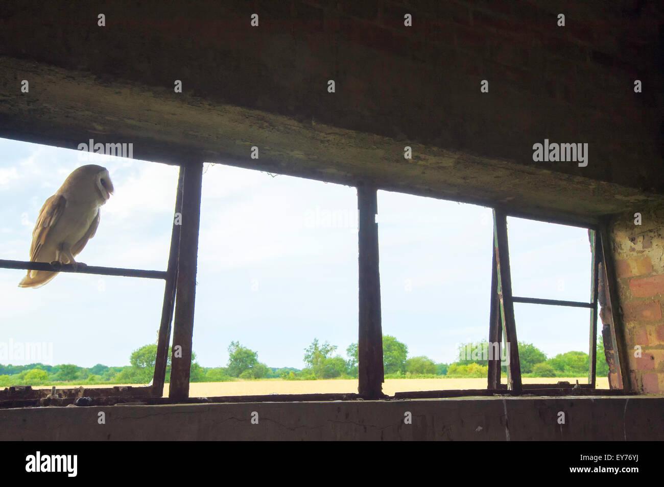 Barn Owl perched in the window of an old Control Tower Stock Photo - Alamy