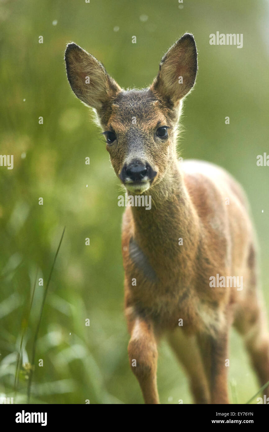 Roe deer fawn hi-res stock photography and images - Alamy