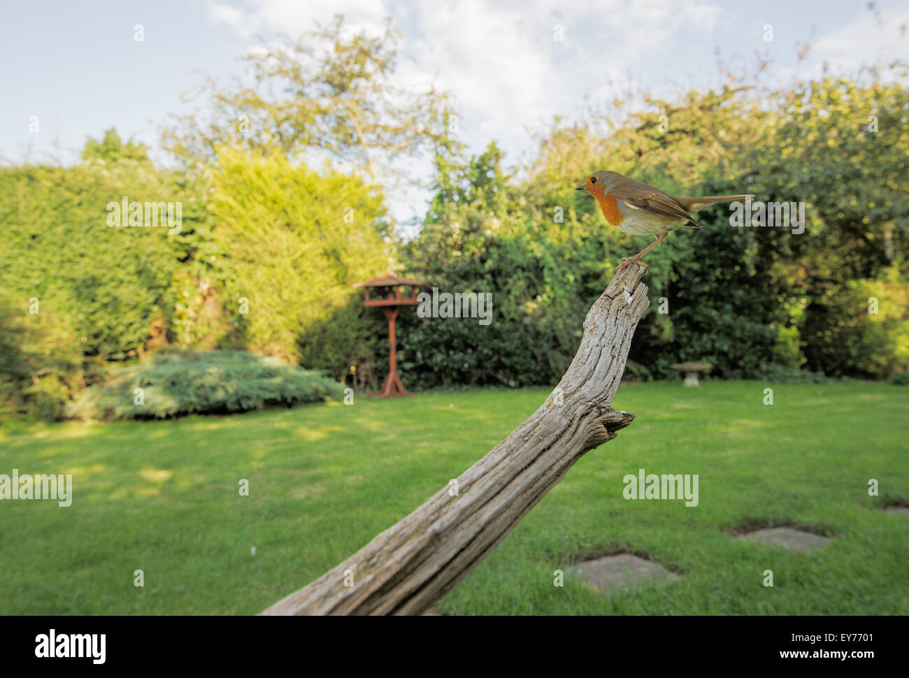 Garden bird wide angle hi-res stock photography and images - Alamy
