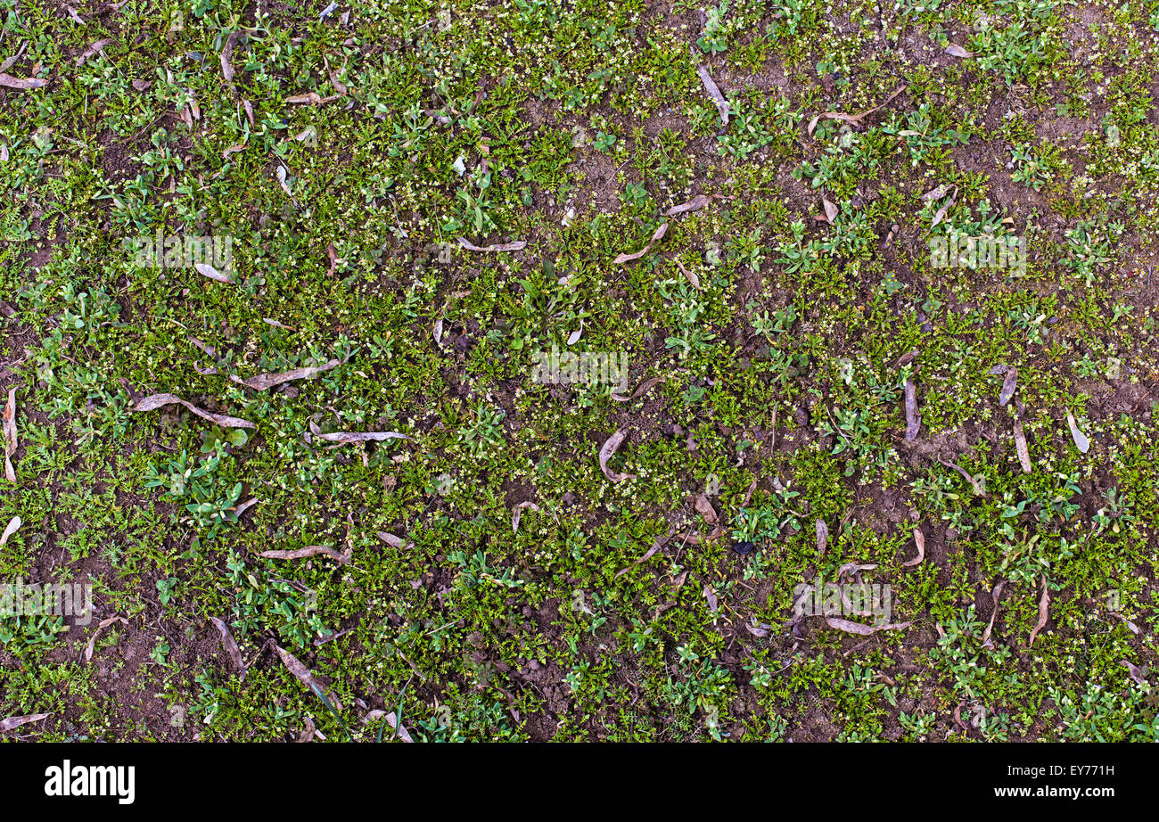 the grass and soil background Stock Photo - Alamy