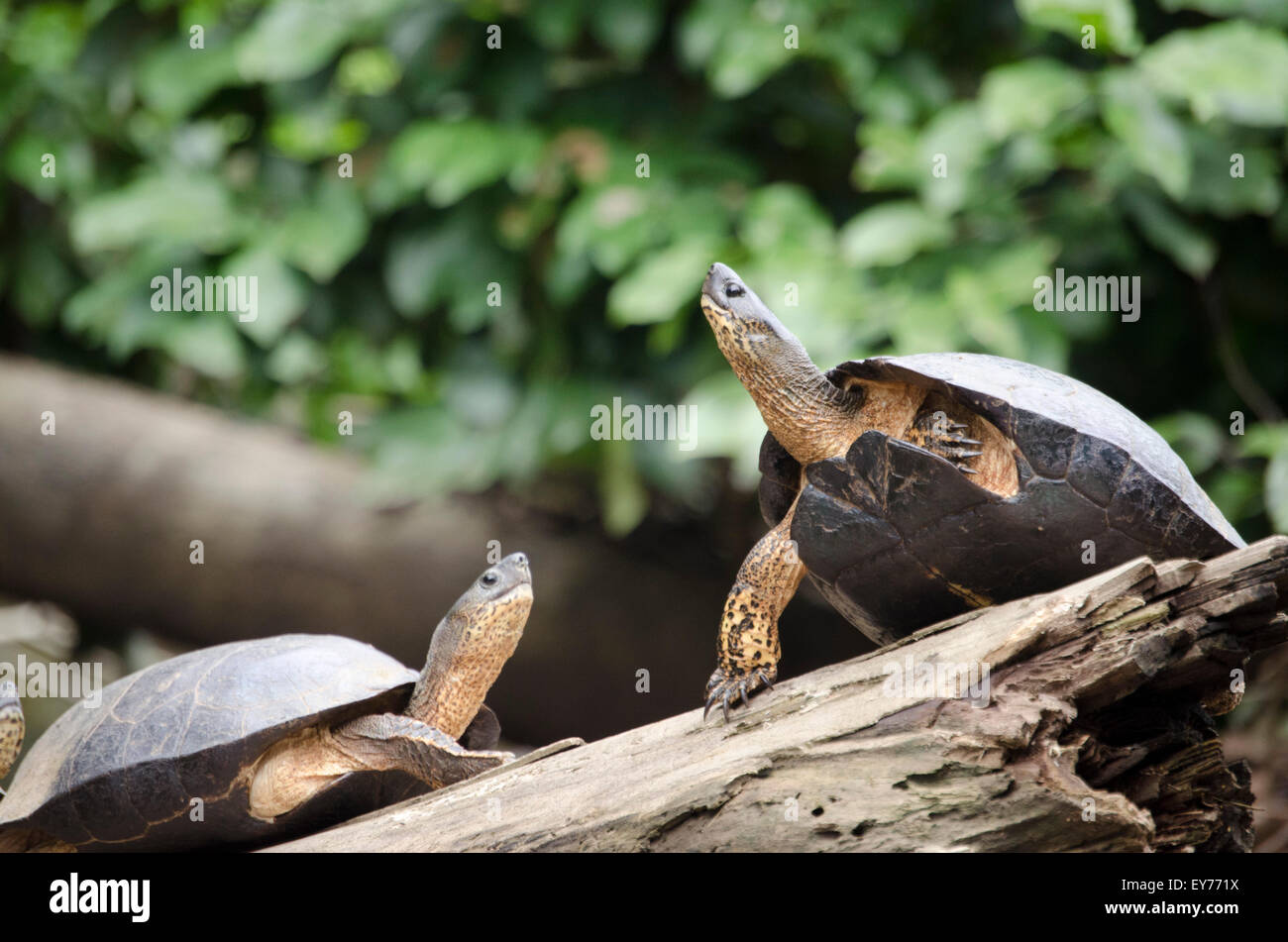 Turtle friends reach for the sun in the dense jungle of Costa Rica ...