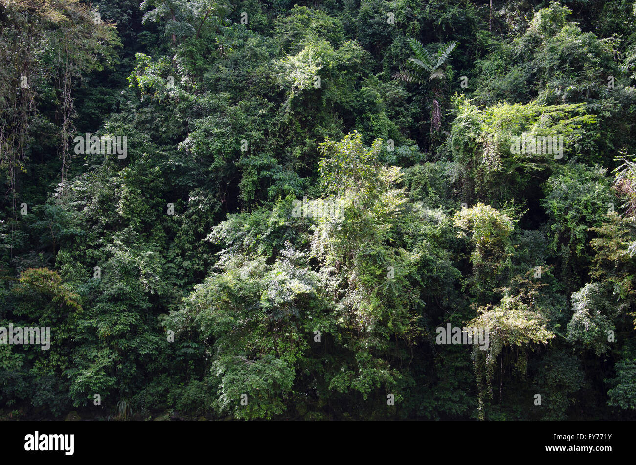 Dense jungle hi-res stock photography and images - Alamy