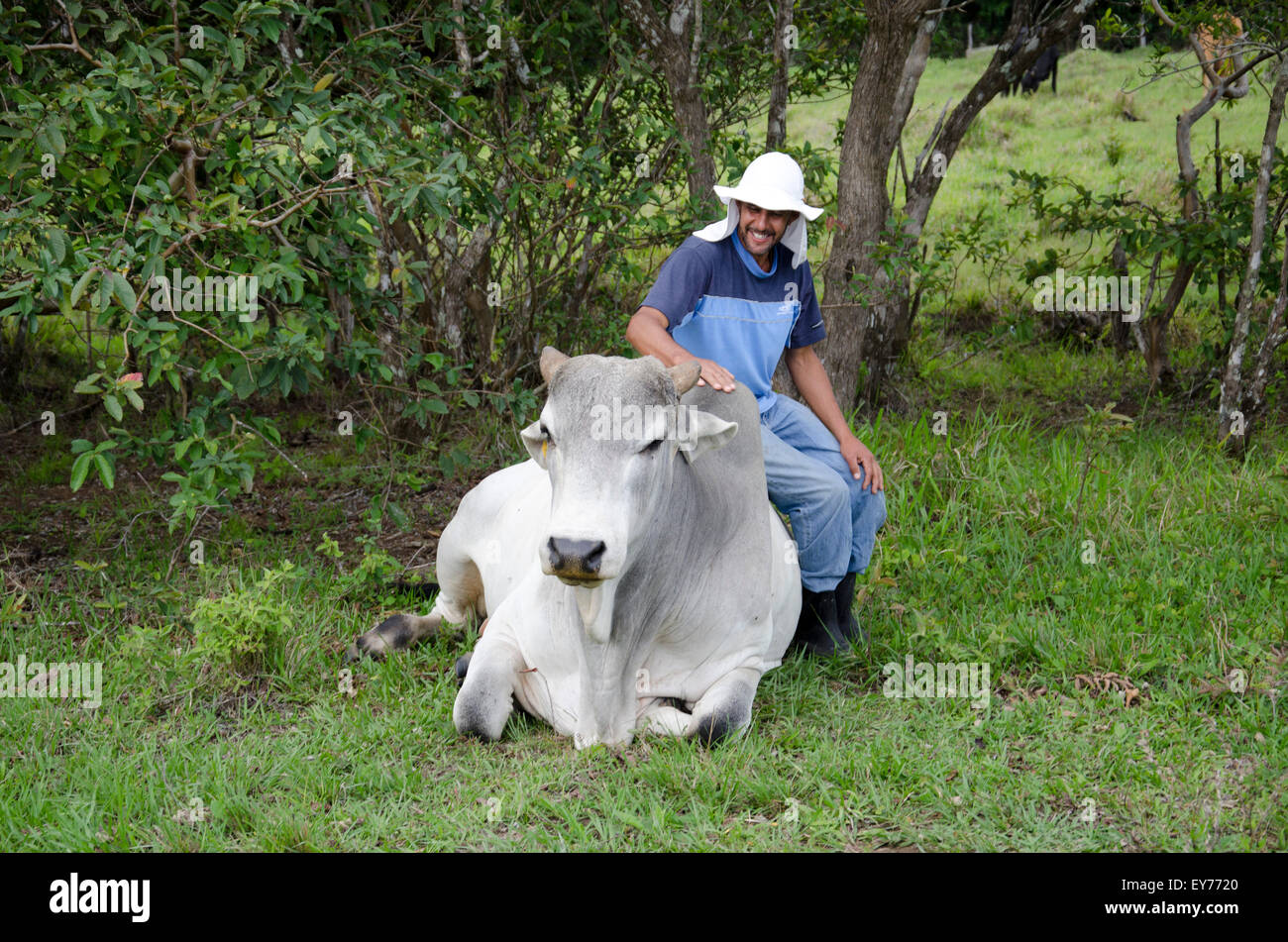Tame The Bull High Resolution Stock Photography and Images - Alamy