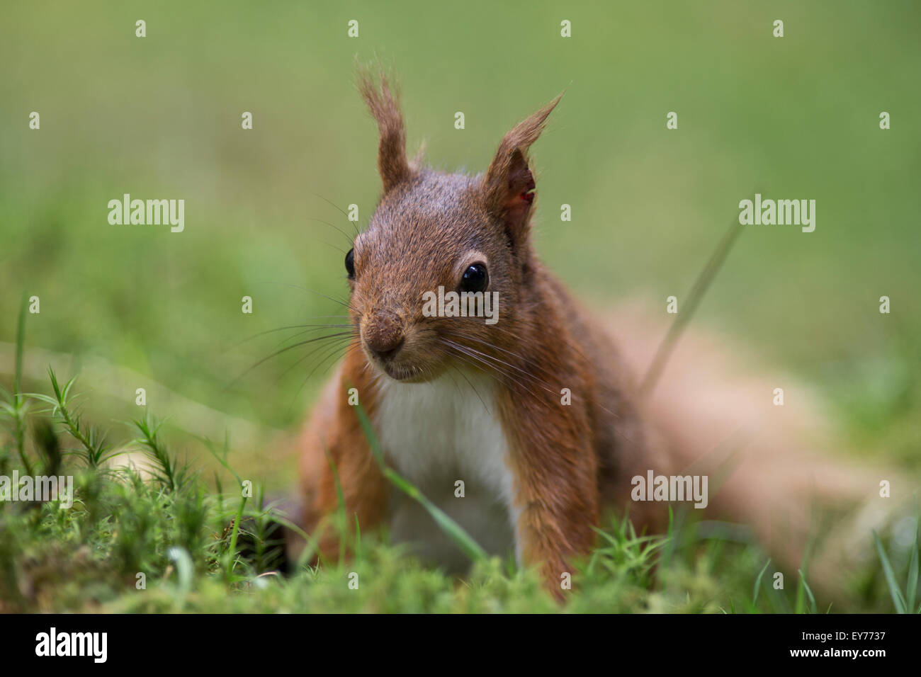 Red Squirrel in the red squirrel sanctuary near Hawes Stock Photo - Alamy
