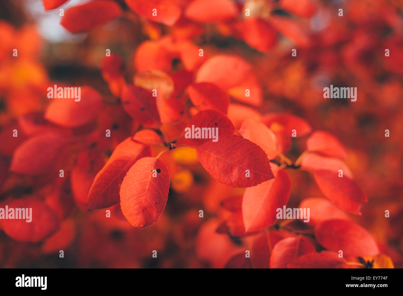 Red leaves of autumn Stock Photo - Alamy