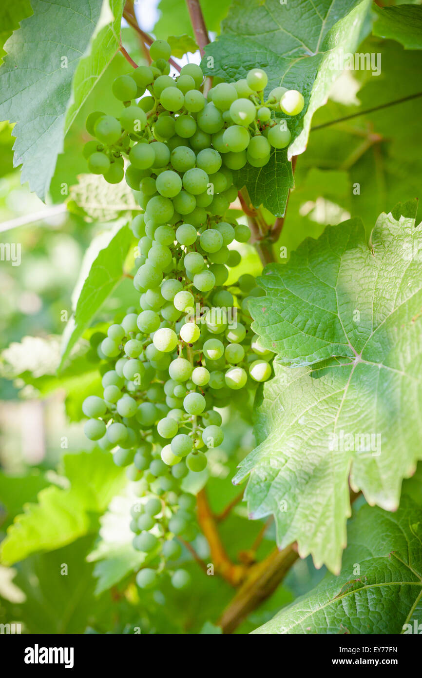 Grapes in vine Stock Photo - Alamy