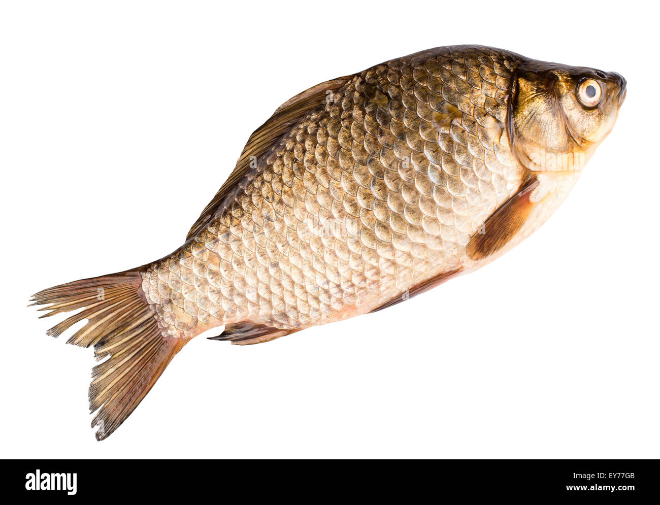 the silver carp isolated on white background Stock Photo - Alamy