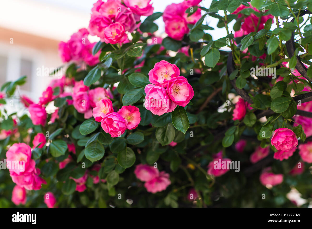 Pink rose bush Stock Photo - Alamy