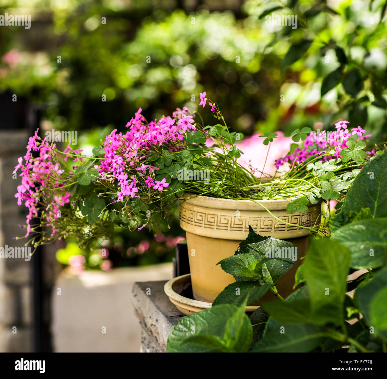 flower in pot Stock Photo - Alamy