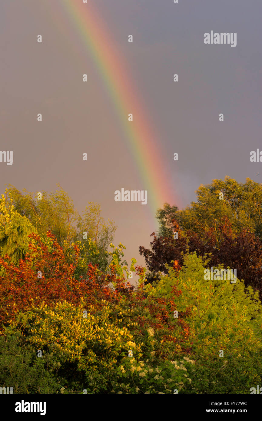 Rainbow with trees hi-res stock photography and images - Alamy