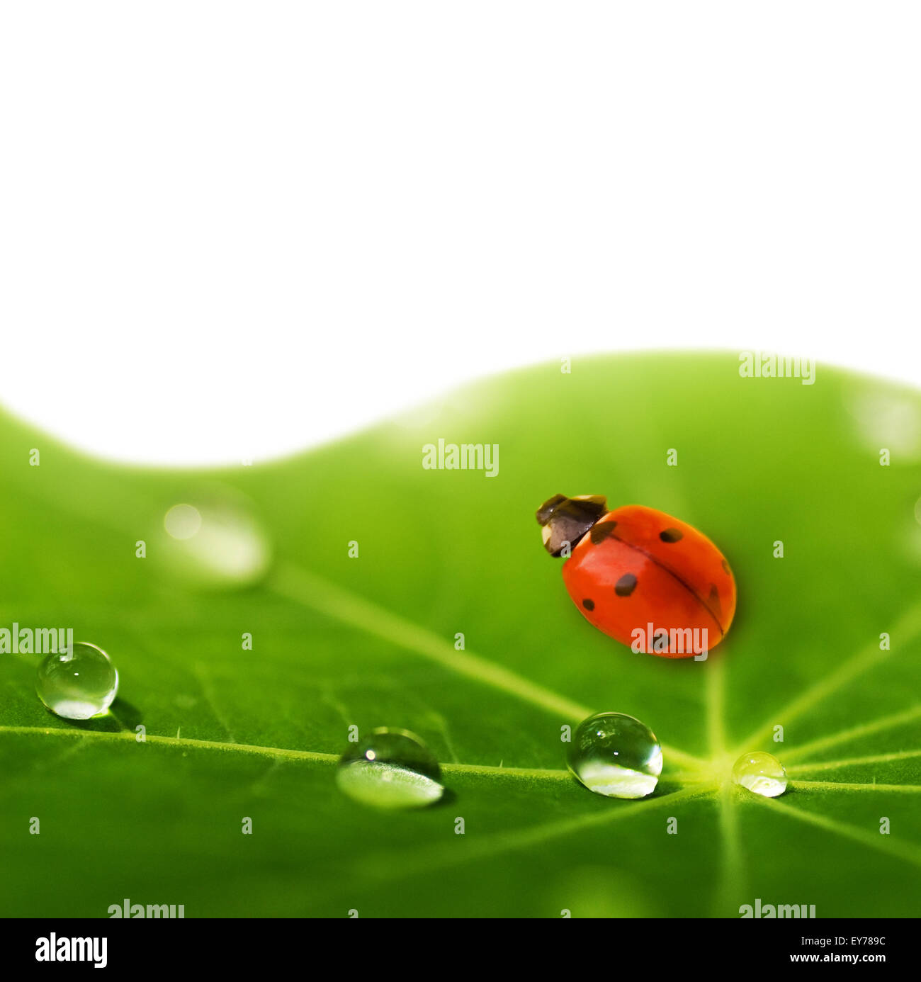 Ladybug sitting on a green leaf Stock Photo - Alamy