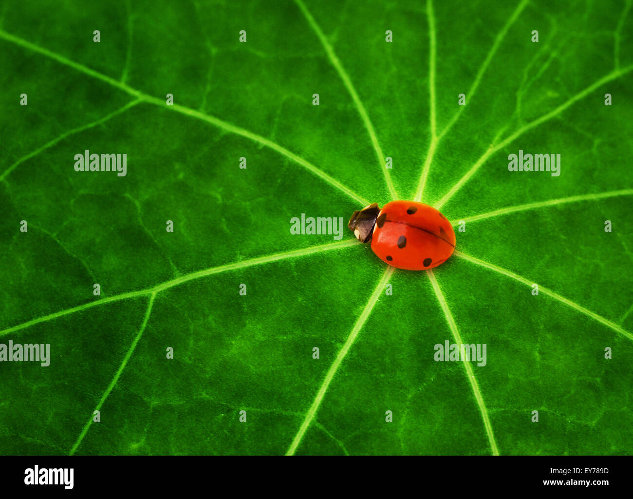 Little red ladybug on leaf hi-res stock photography and images - Alamy