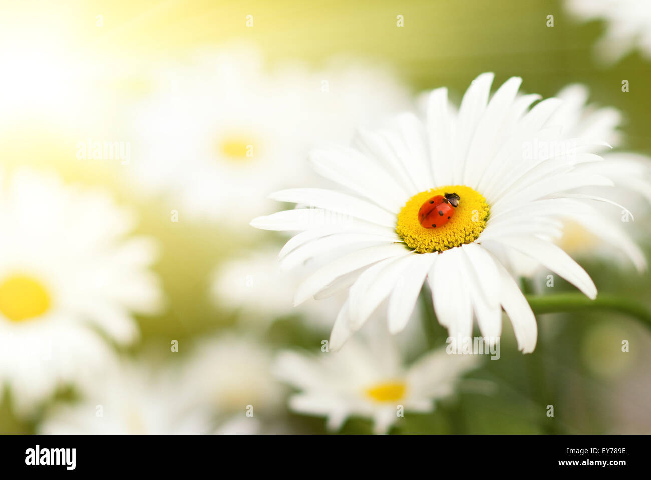 Ladybug sitting on a flower Stock Photo - Alamy