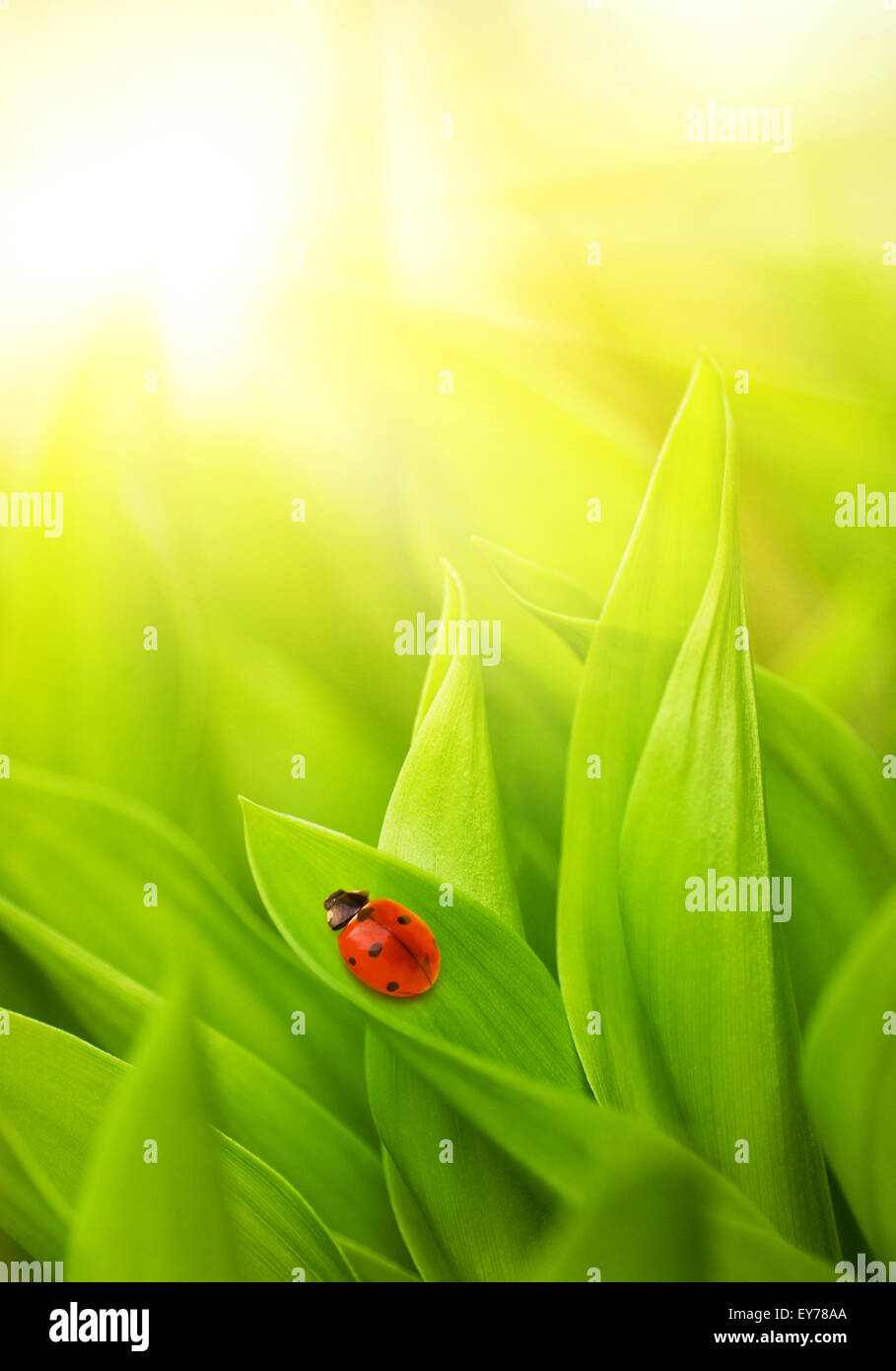 Ladybug sitting on a fresh green grass Stock Photo - Alamy