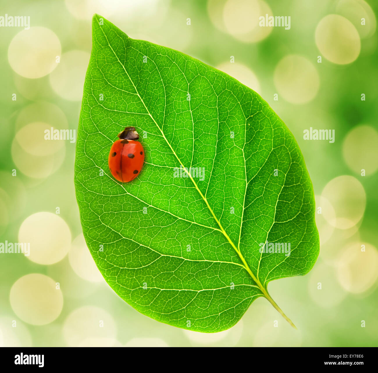 Little red ladybug on leaf hi-res stock photography and images - Alamy