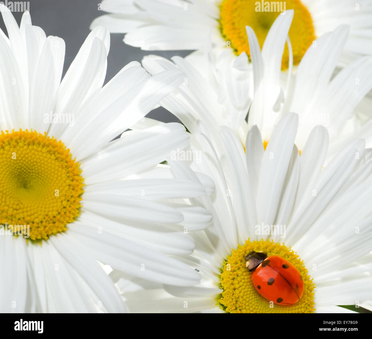 Ladybug sitting on a flower Stock Photo - Alamy