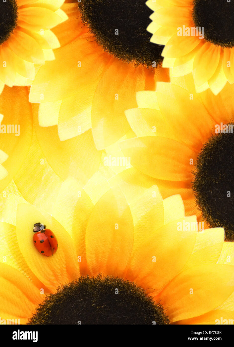 Ladybug On A Sunflower High Resolution Stock Photography and Images - Alamy