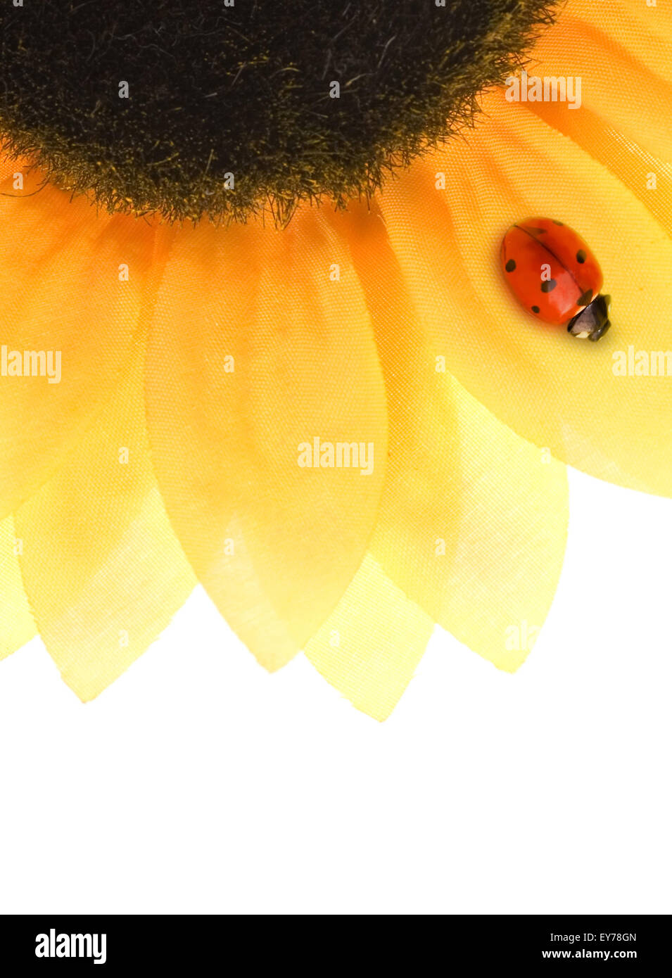 Ladybug sitting on a sunflower Stock Photo - Alamy