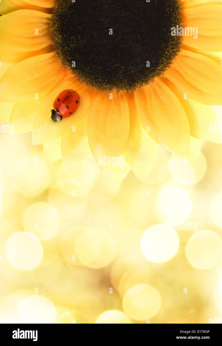 Ladybug sitting on a sunflower Stock Photo - Alamy