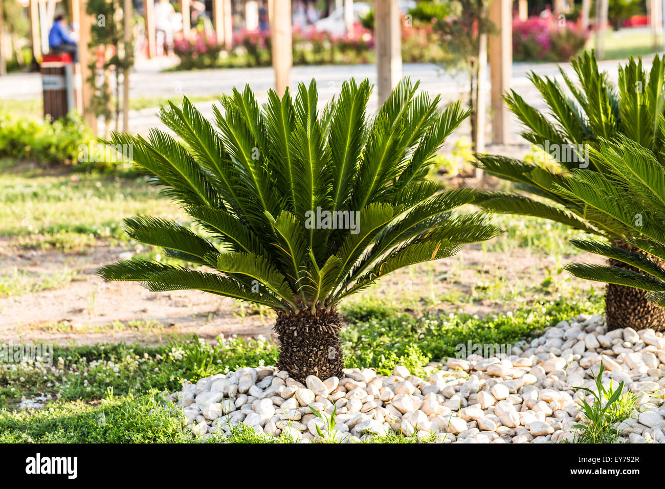 small palm tree Stock Photo - Alamy
