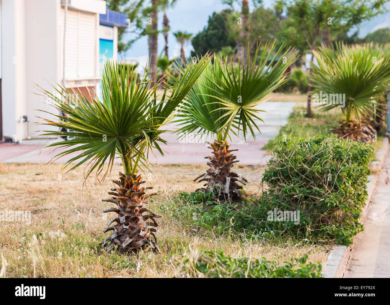 small palm tree Stock Photo - Alamy